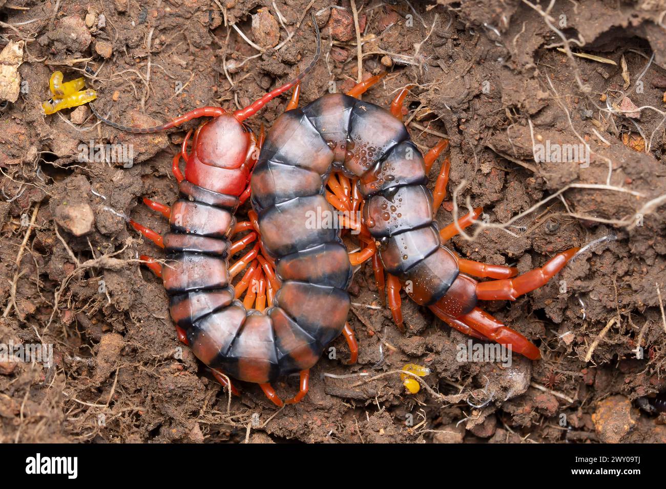 A Scolopendra hardwickei centipede curls up in the soil Stock Photo - Alamy