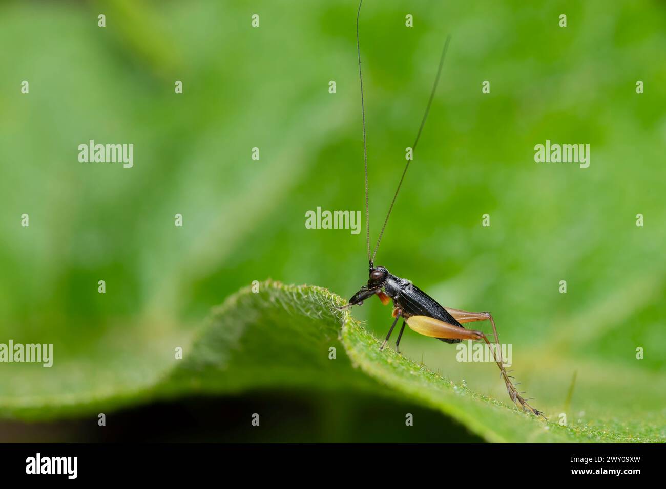 Side view of a Trigonidium humbertianum cricket on lush foliage Stock ...