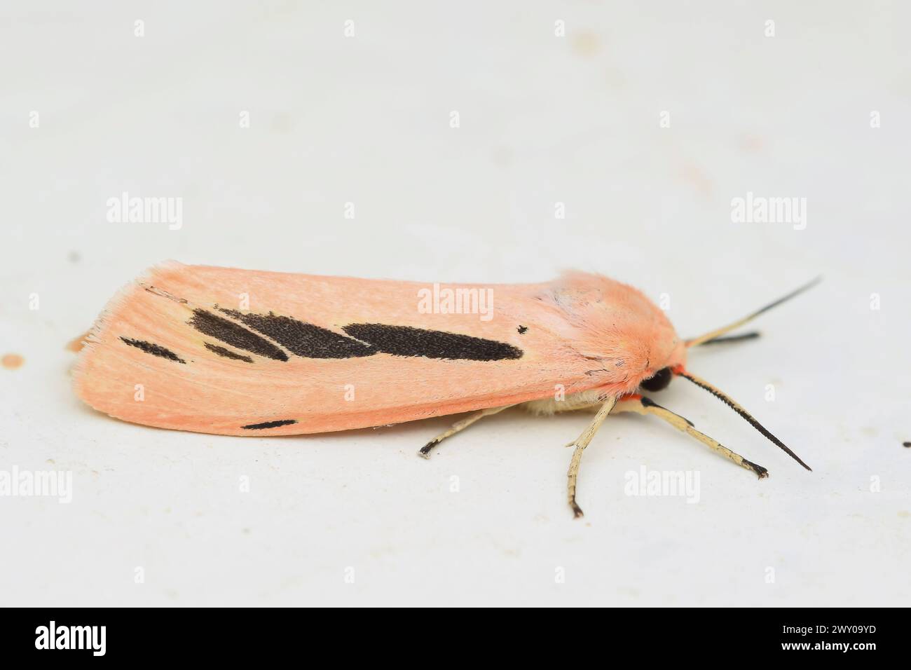 Side view of a colorful Streaked tiger moth, Creatonotos gangis Stock ...