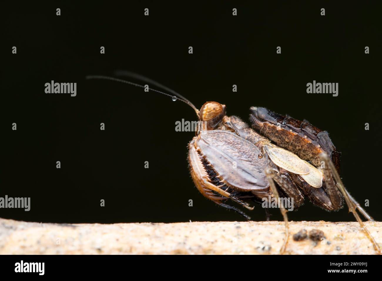 Indian boxer mantis hi-res stock photography and images - Alamy