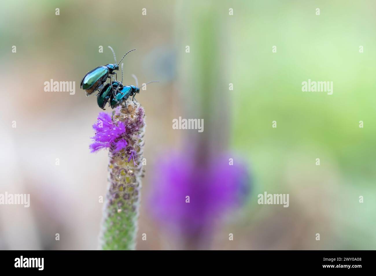 Flora and fauna interaction hi-res stock photography and images - Alamy