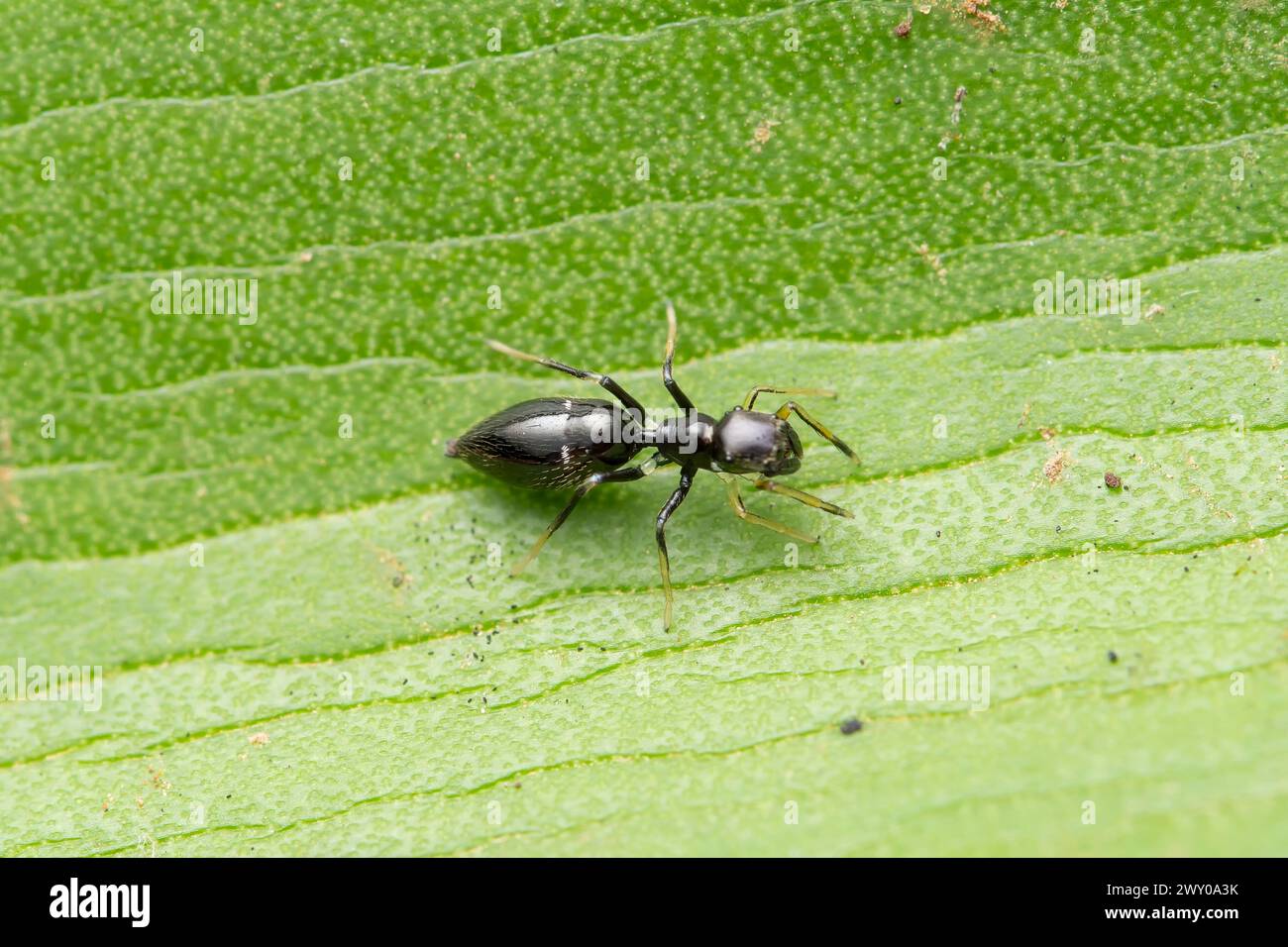 Myrmarachne melanocephala, an ant mimic spider, poised on a vibrant ...