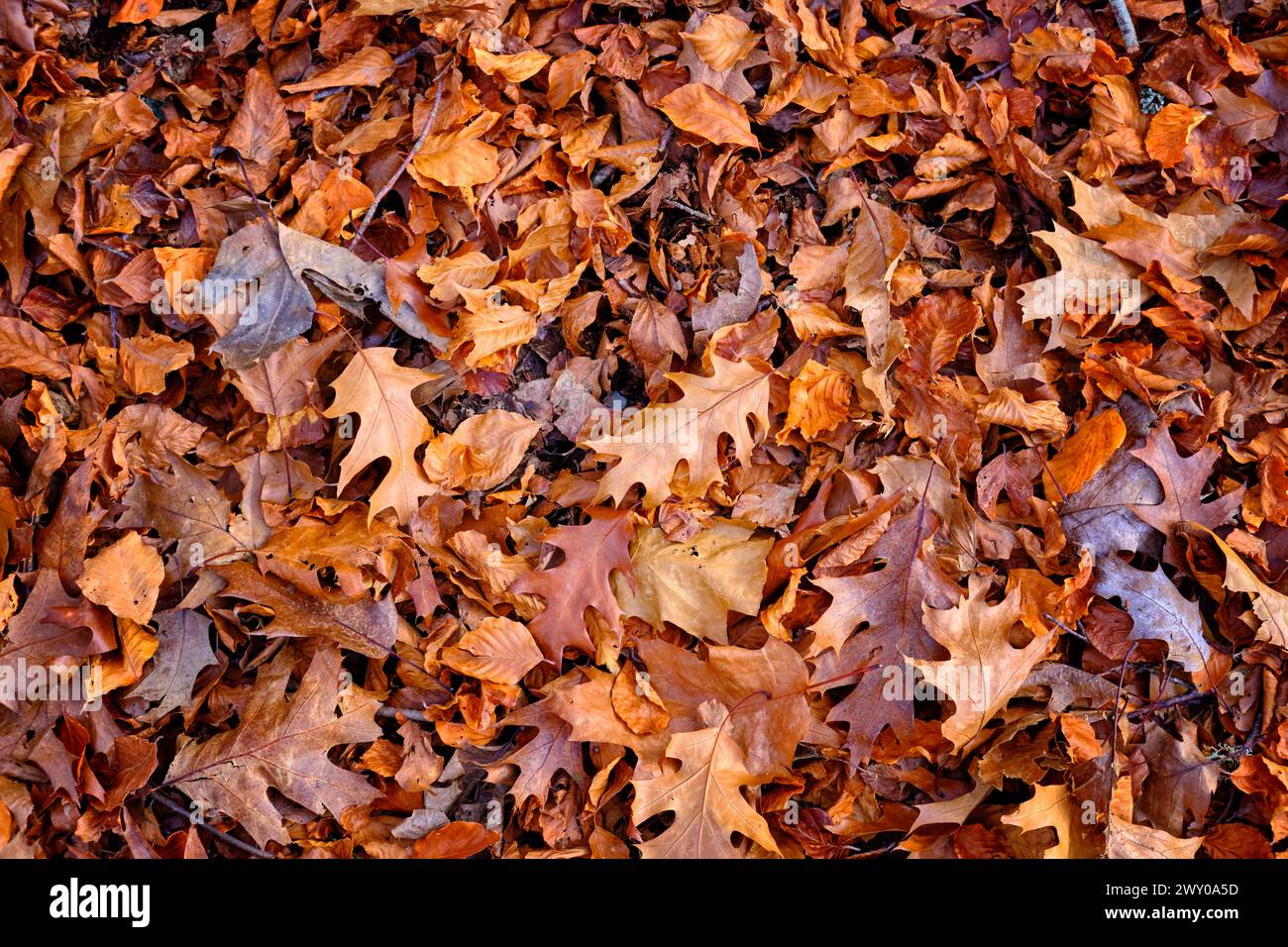 Beech trees (Fagus sylvatica) forest of São Lourenço in the Autumn ...