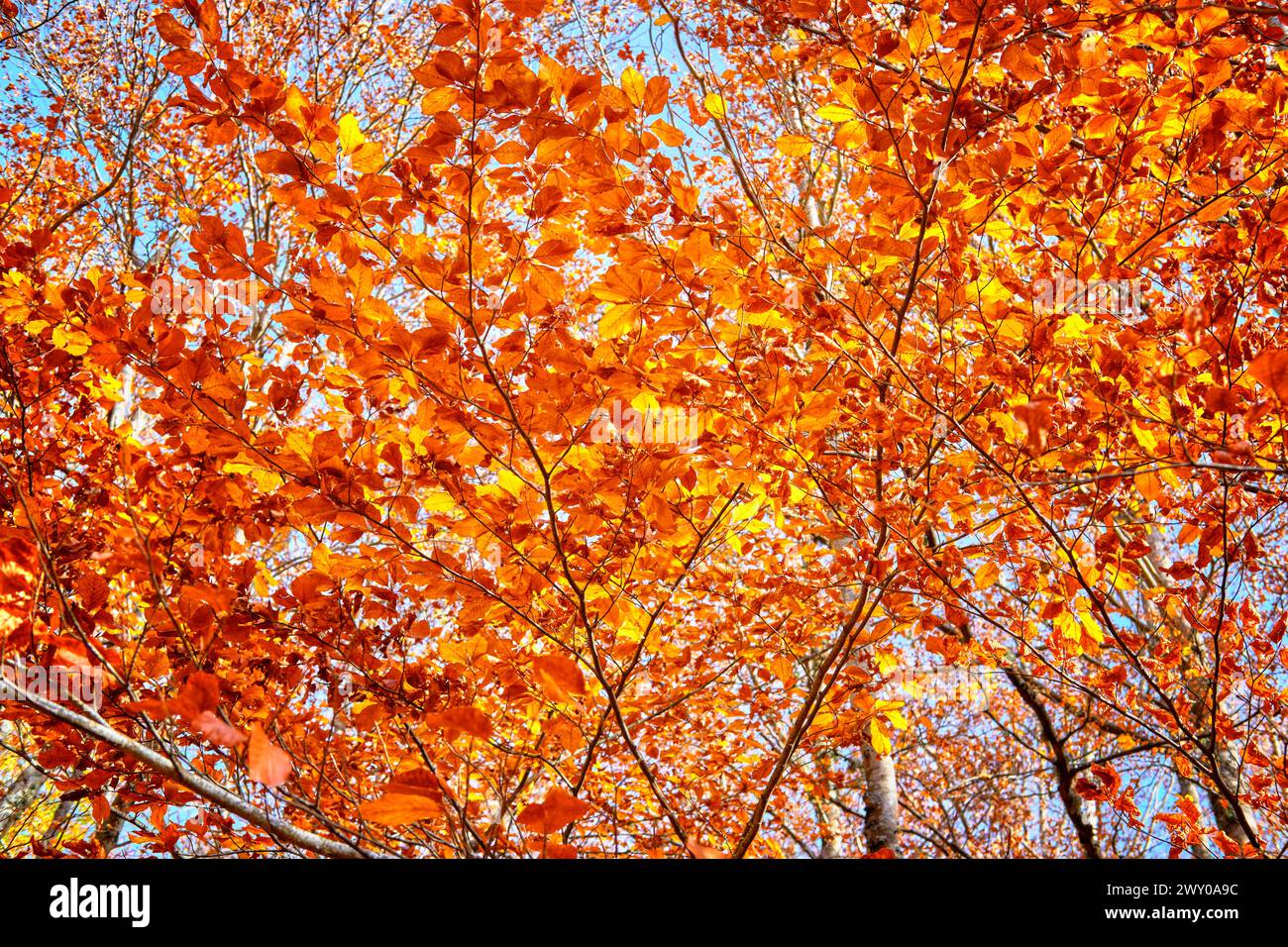Beech trees (Fagus sylvatica) forest of São Lourenço in the Autumn ...