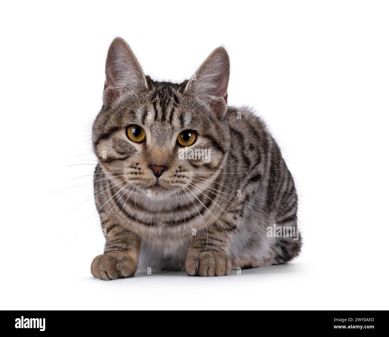 Gorgeous young Kurilian Bobtail cat kitten, layingdpwn facing front ...