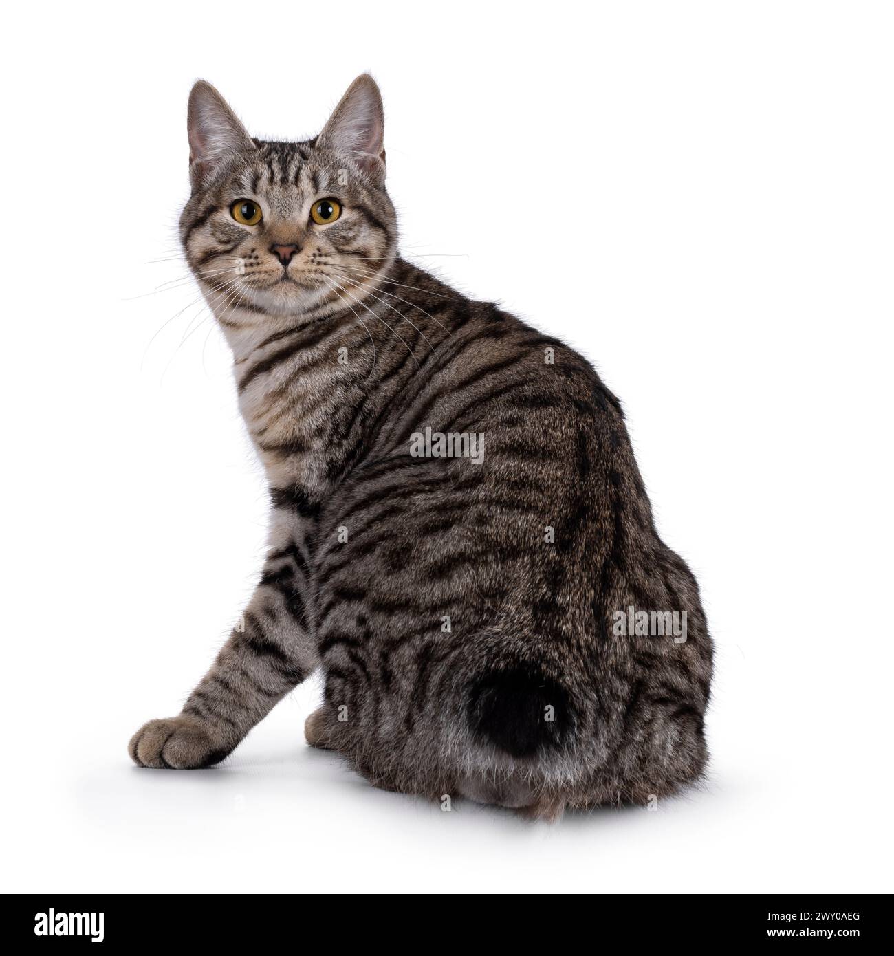 Kurilian shorthair cat hi-res stock photography and images - Alamy