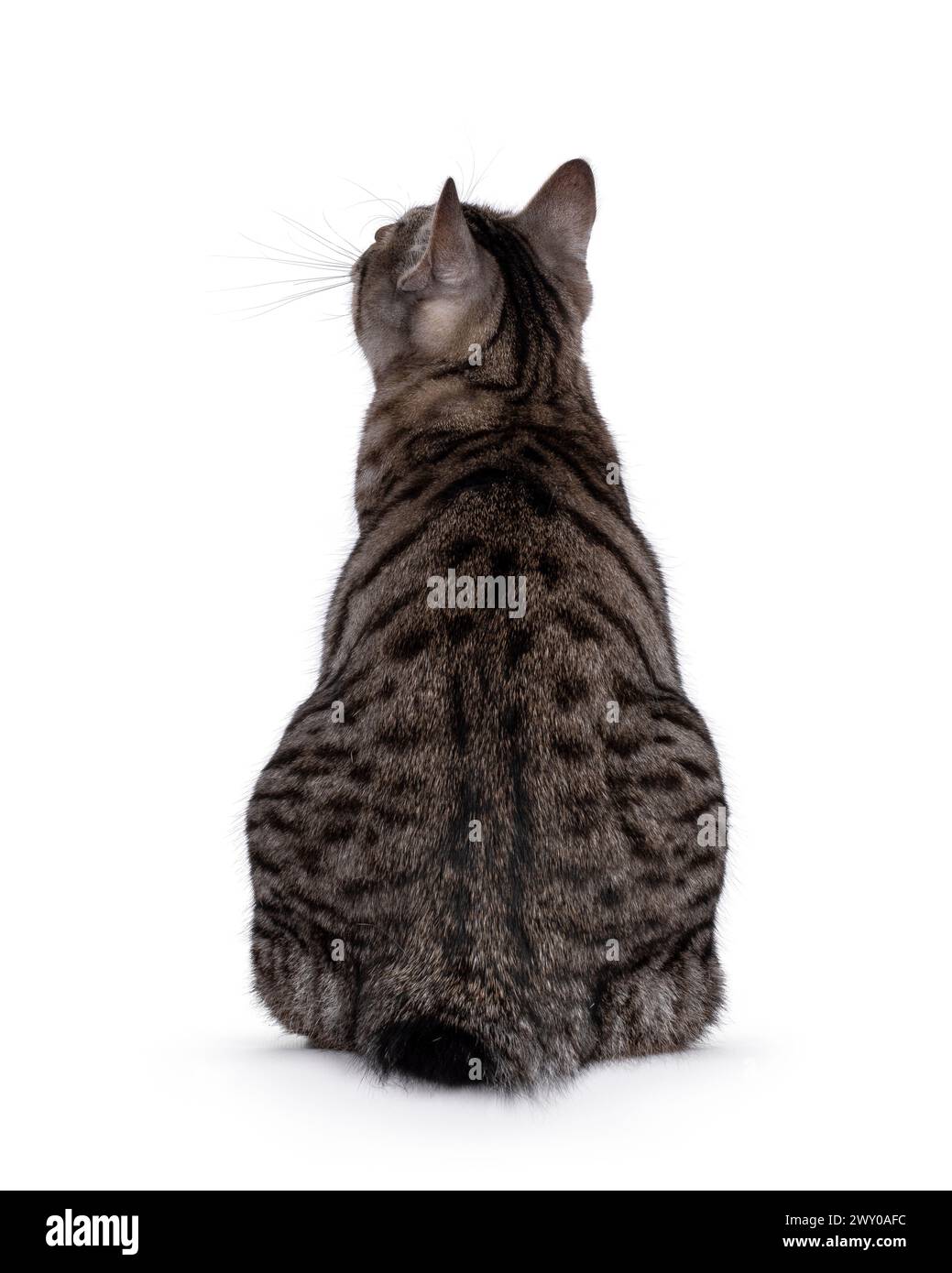 Gorgeous young Kurilian Bobtail cat kitten, sitting backwards on edge ...