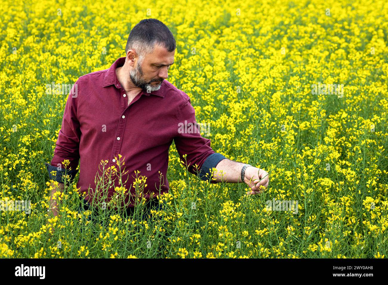 Middle age farmer standing in rapeseed field examining crop Stock Photo ...