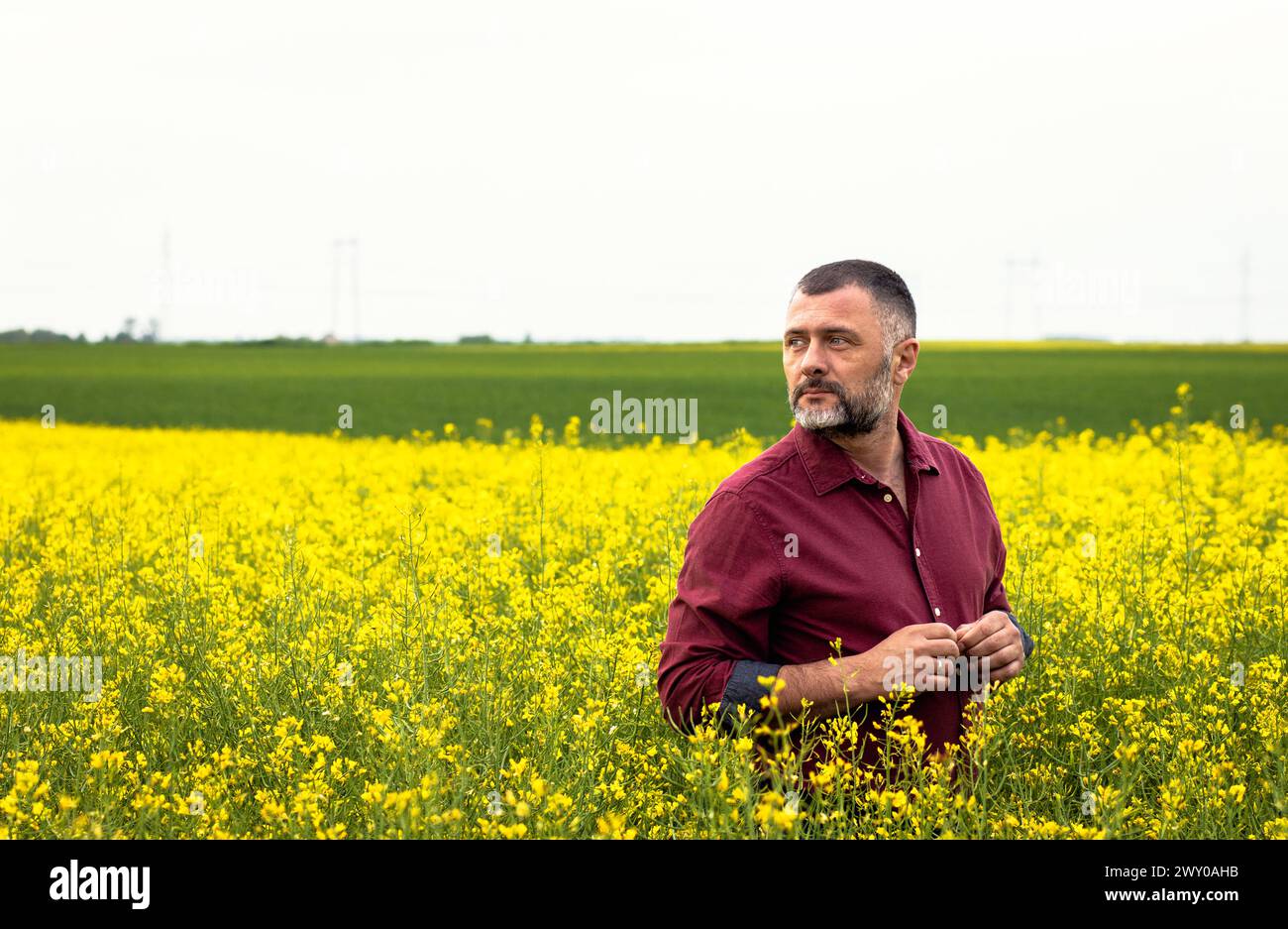 Middle age farmer standing in rapeseed field examining crop Stock Photo ...