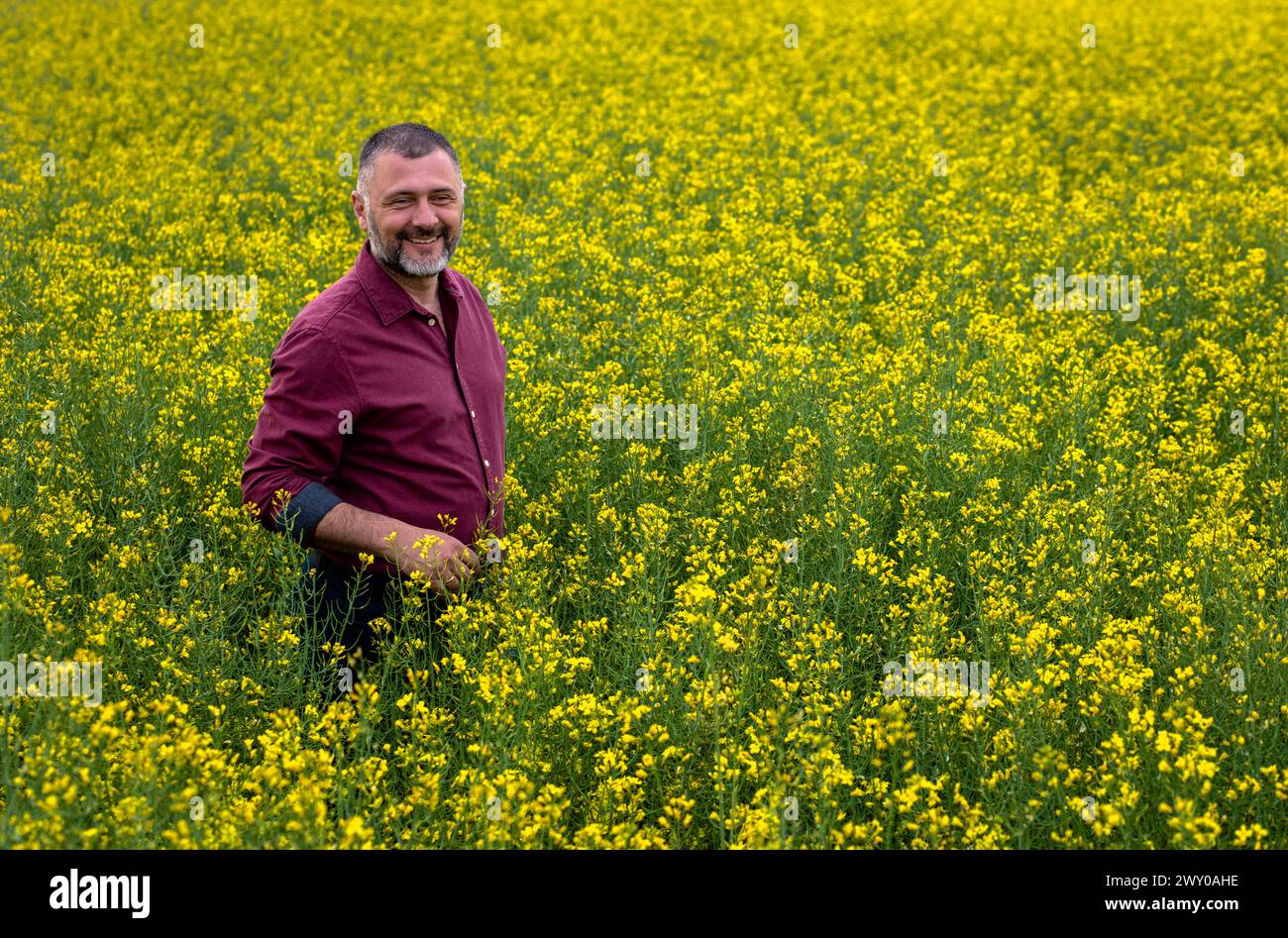 Middle age farmer standing in rapeseed field examining crop Stock Photo ...