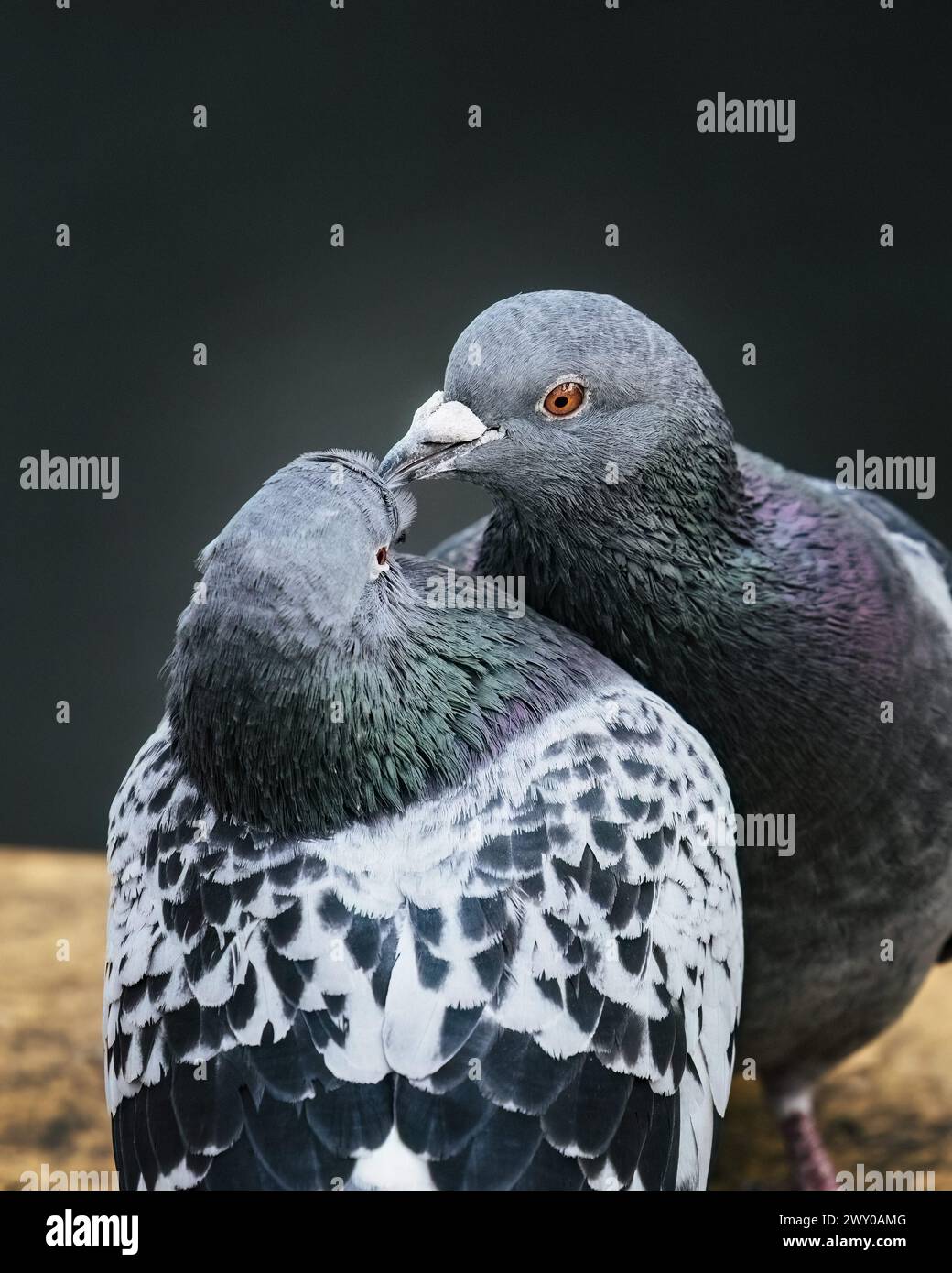 Pigeons on ledge hi-res stock photography and images - Alamy