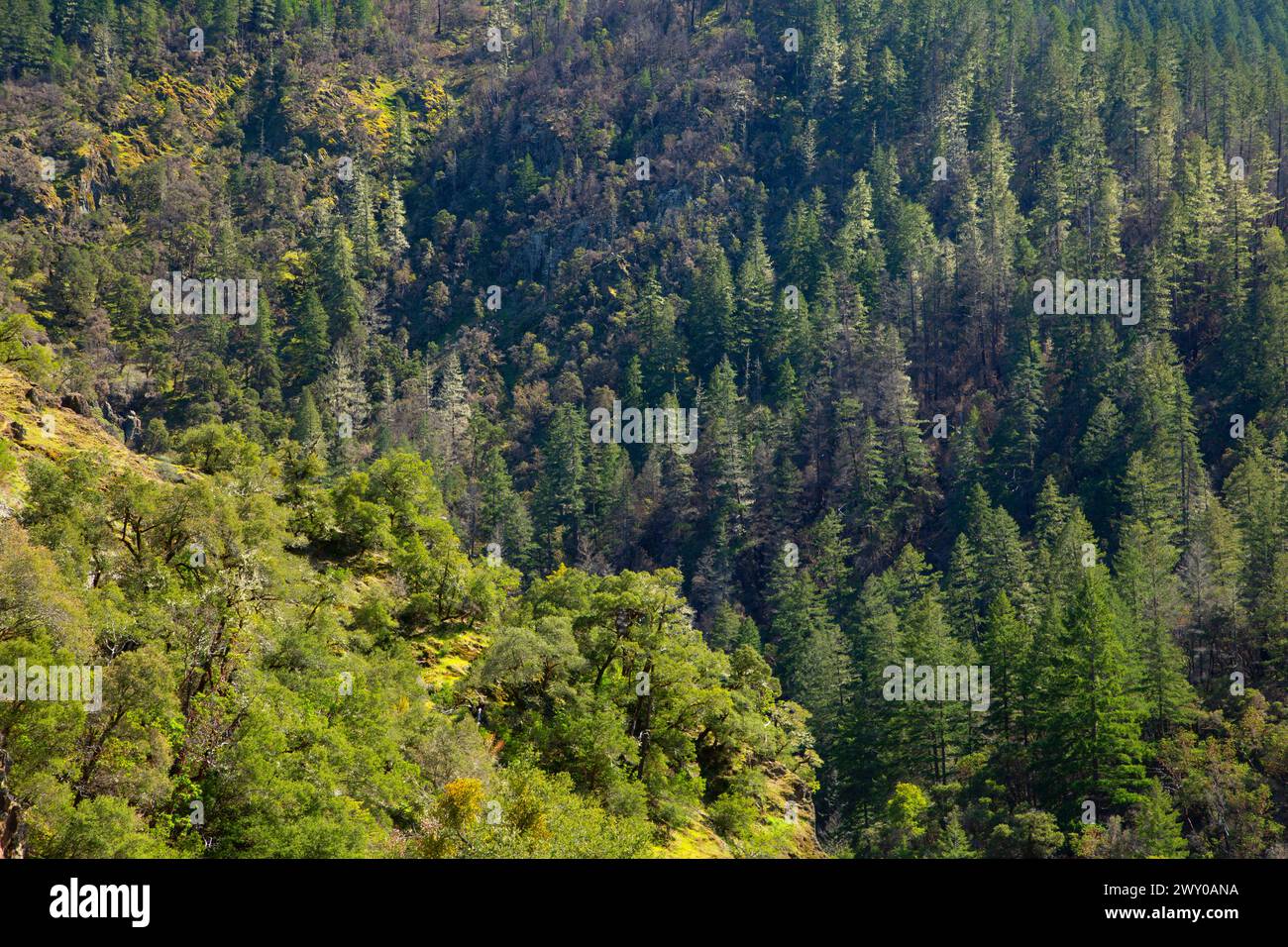 Rogue Wild and Scenic River canyon below Grave Creek, Grave Creek to ...