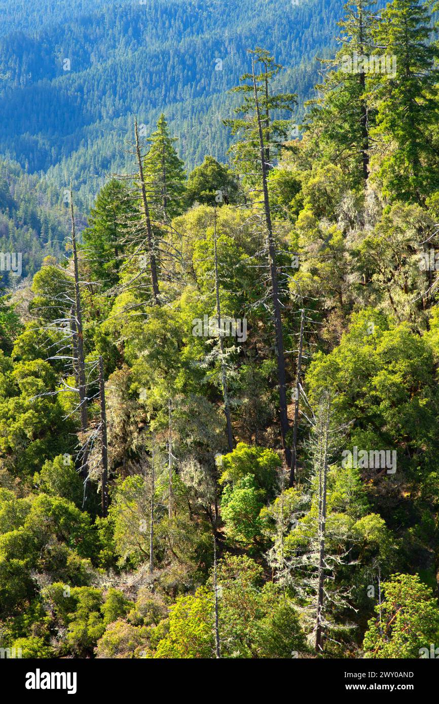 Rogue Wild and Scenic River canyon below Grave Creek, Grave Creek to ...