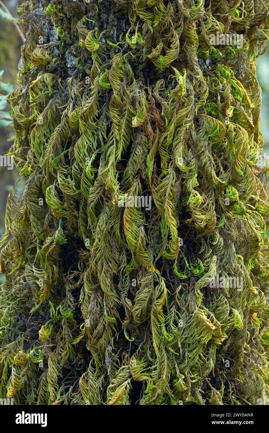 Club moss on oak trunk, Rogue Wild and Scenic River, Grave Creek to ...