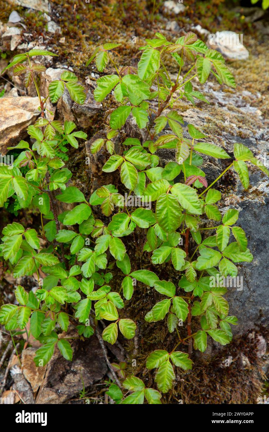 Irritation management hi-res stock photography and images - Alamy