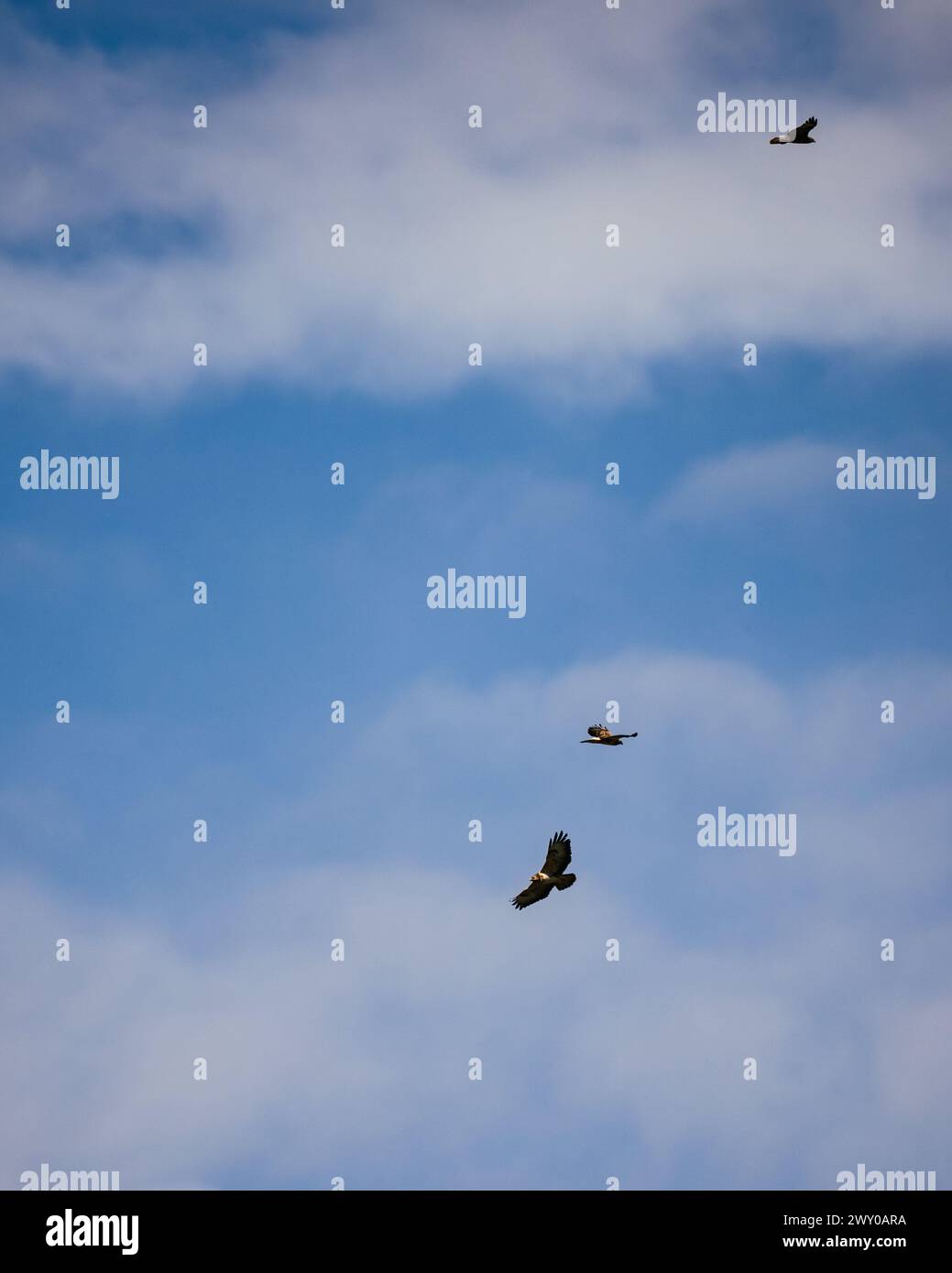 Birds soaring in a clear blue sky with scattered white clouds Stock ...
