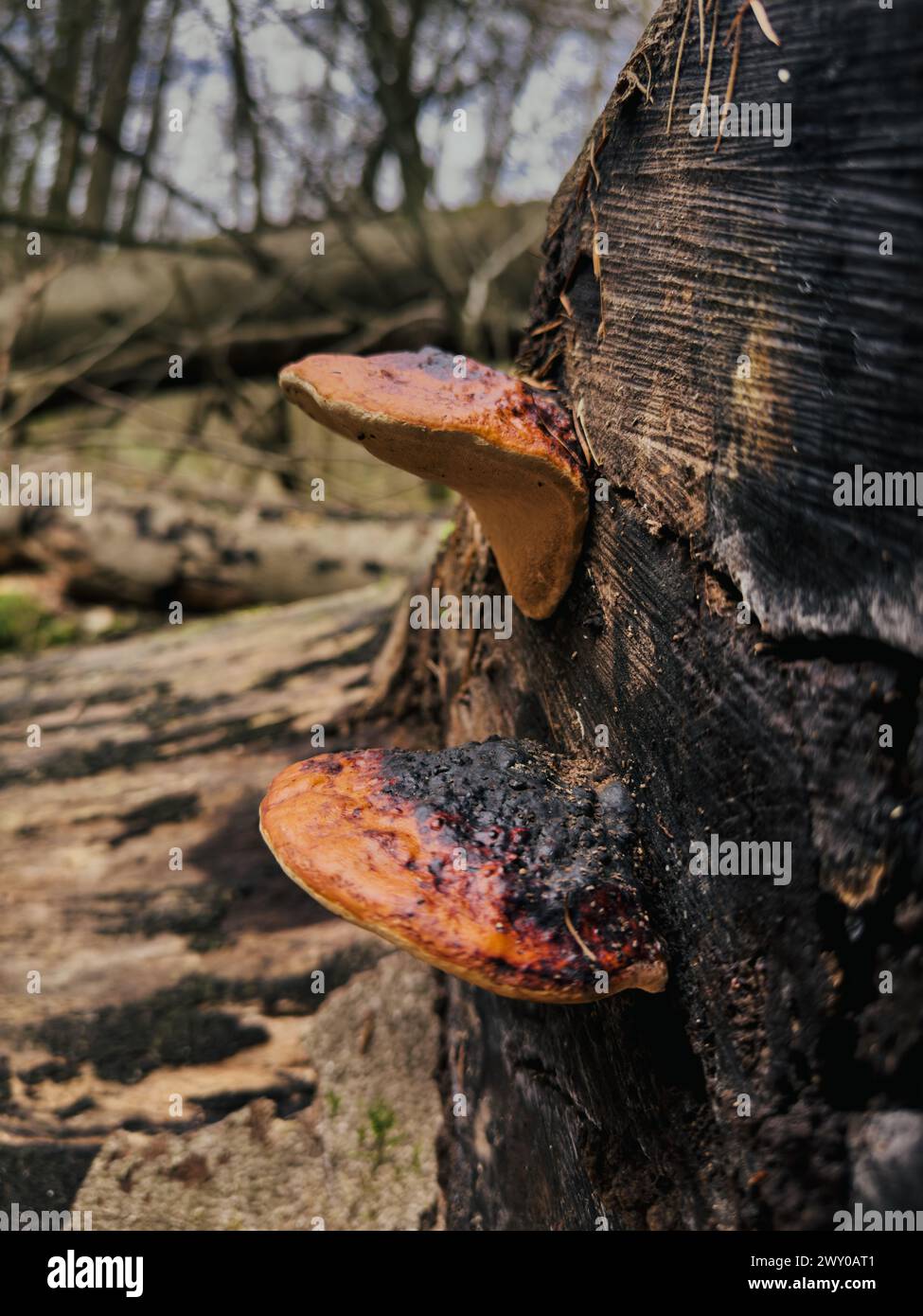 Fungus of fallen timber hi-res stock photography and images - Alamy