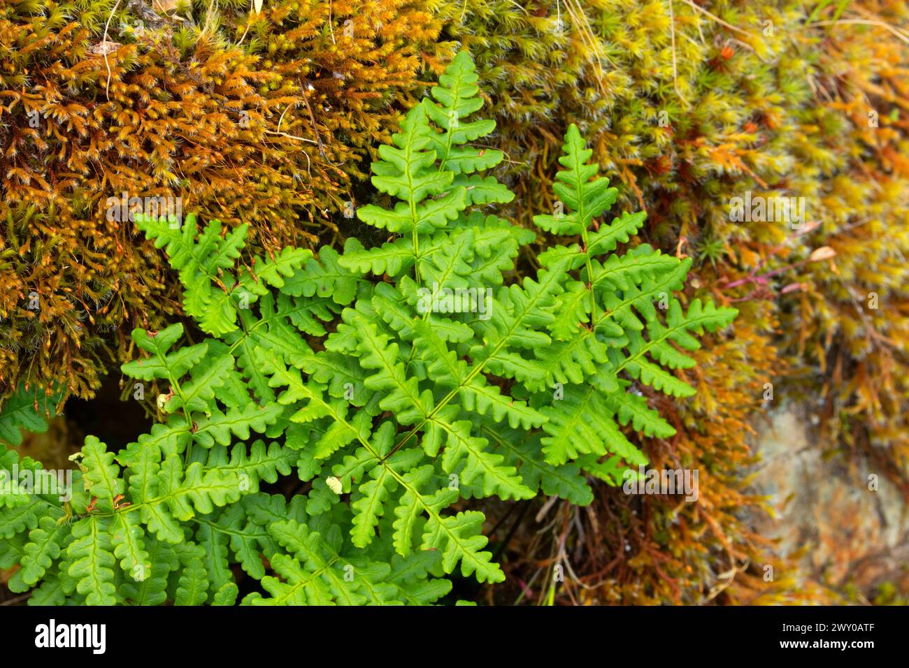 Fern along Rogue River National Recreation Trail, Rogue Wild and Scenic ...