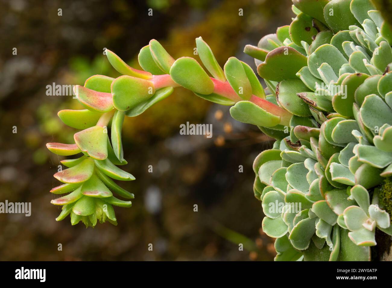 Stonecrop along Rogue River National Recreation Trail, Rogue Wild and ...