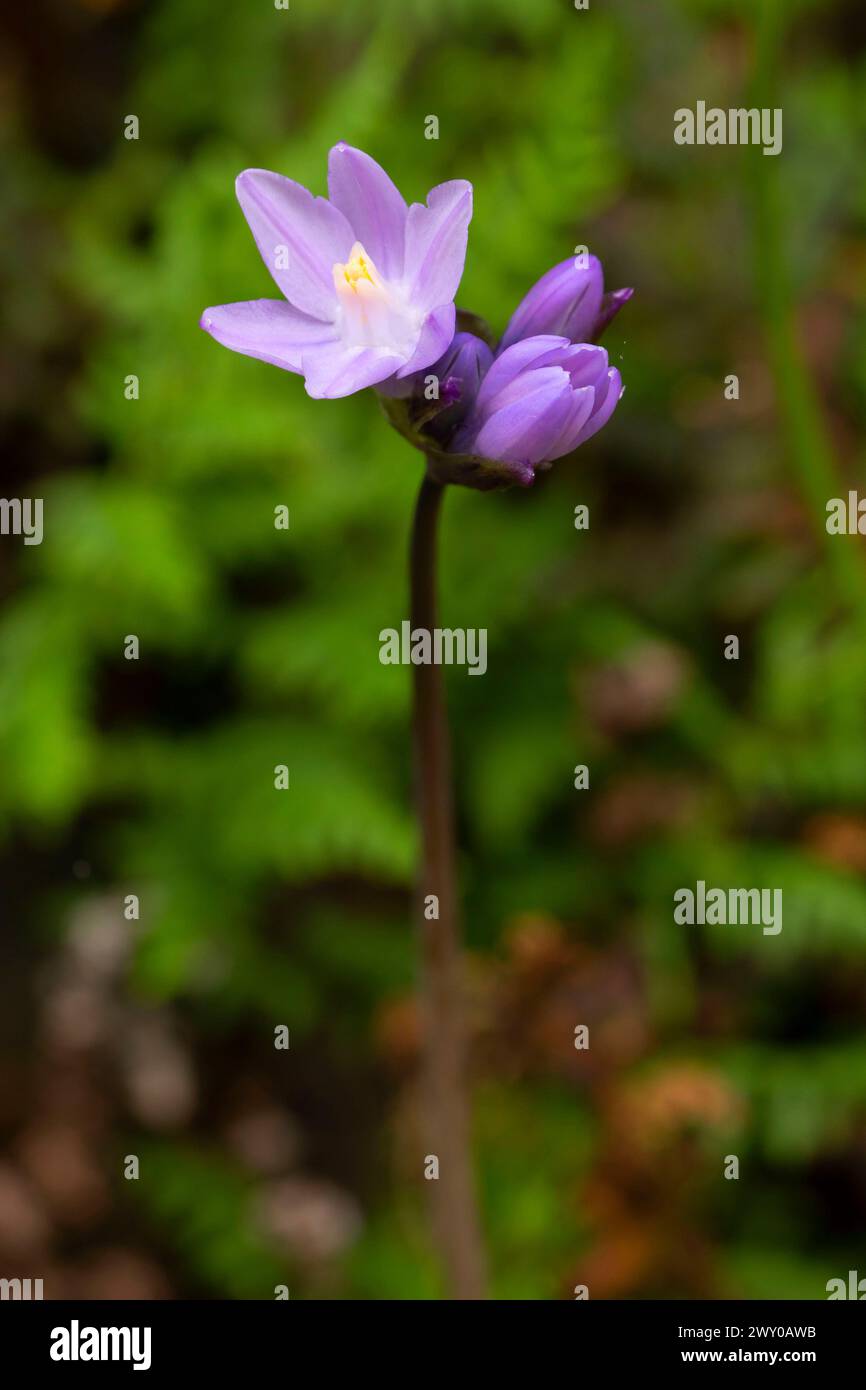 Blue dicks (Dipterostemon capitatus), Rogue Wild and Scenic River ...
