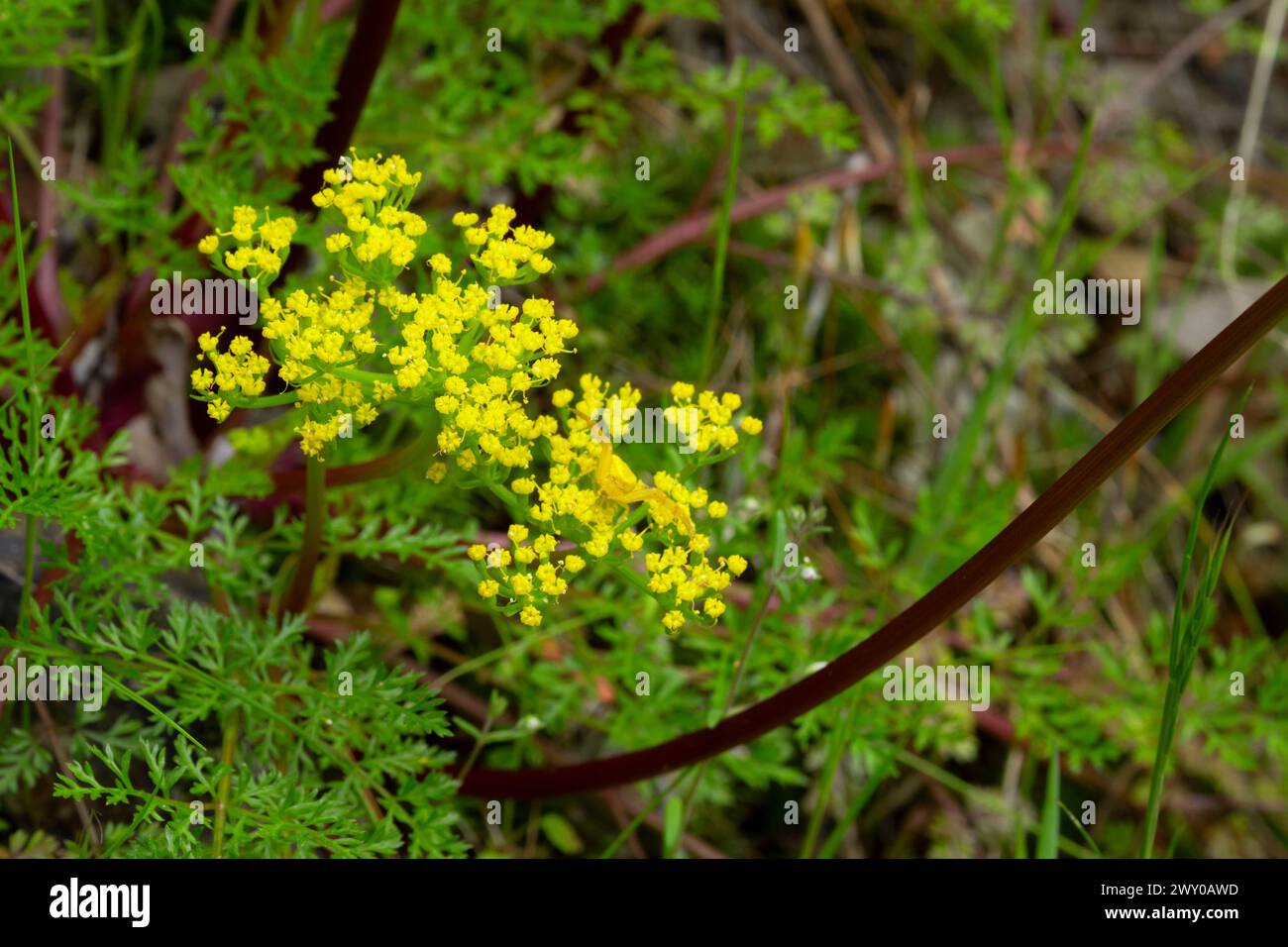 Common lomatium (Lomatium utriculatum), Rogue Wild and Scenic River ...