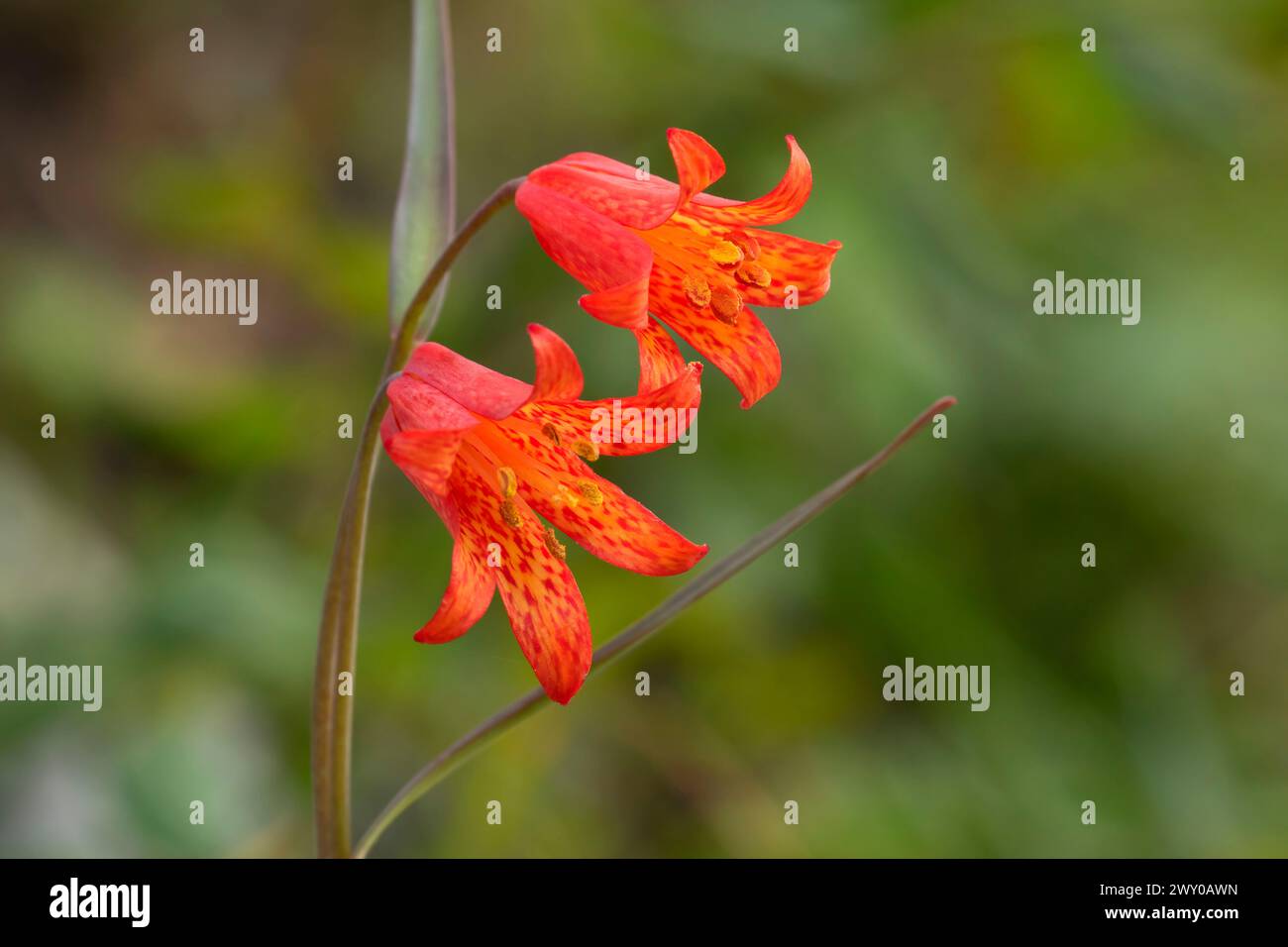 Scarlet fritillary (Fritillaria recurva), Rogue Wild and Scenic River ...