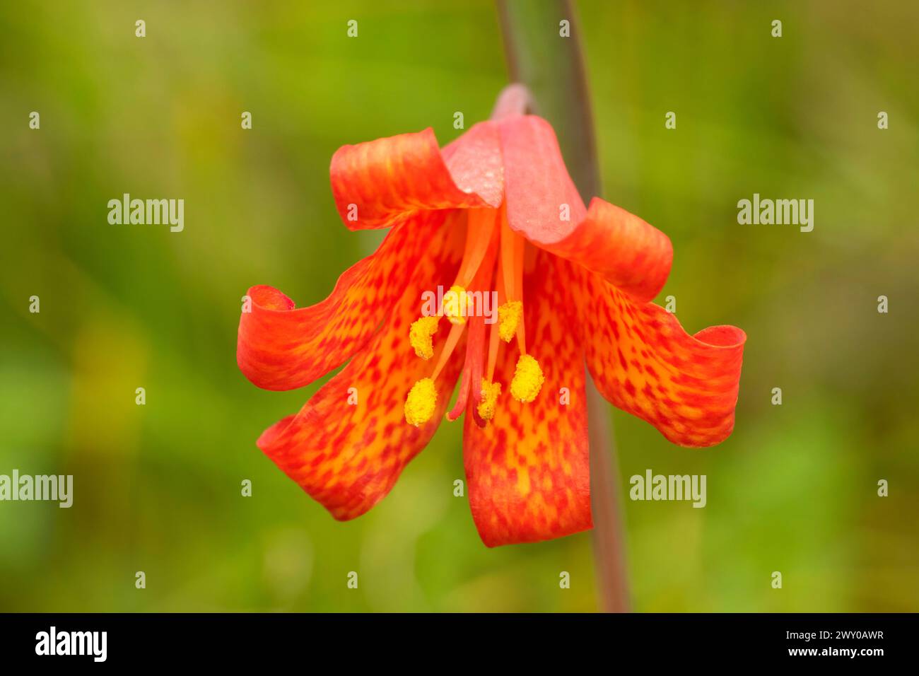 Scarlet fritillary (Fritillaria recurva), Rogue Wild and Scenic River ...