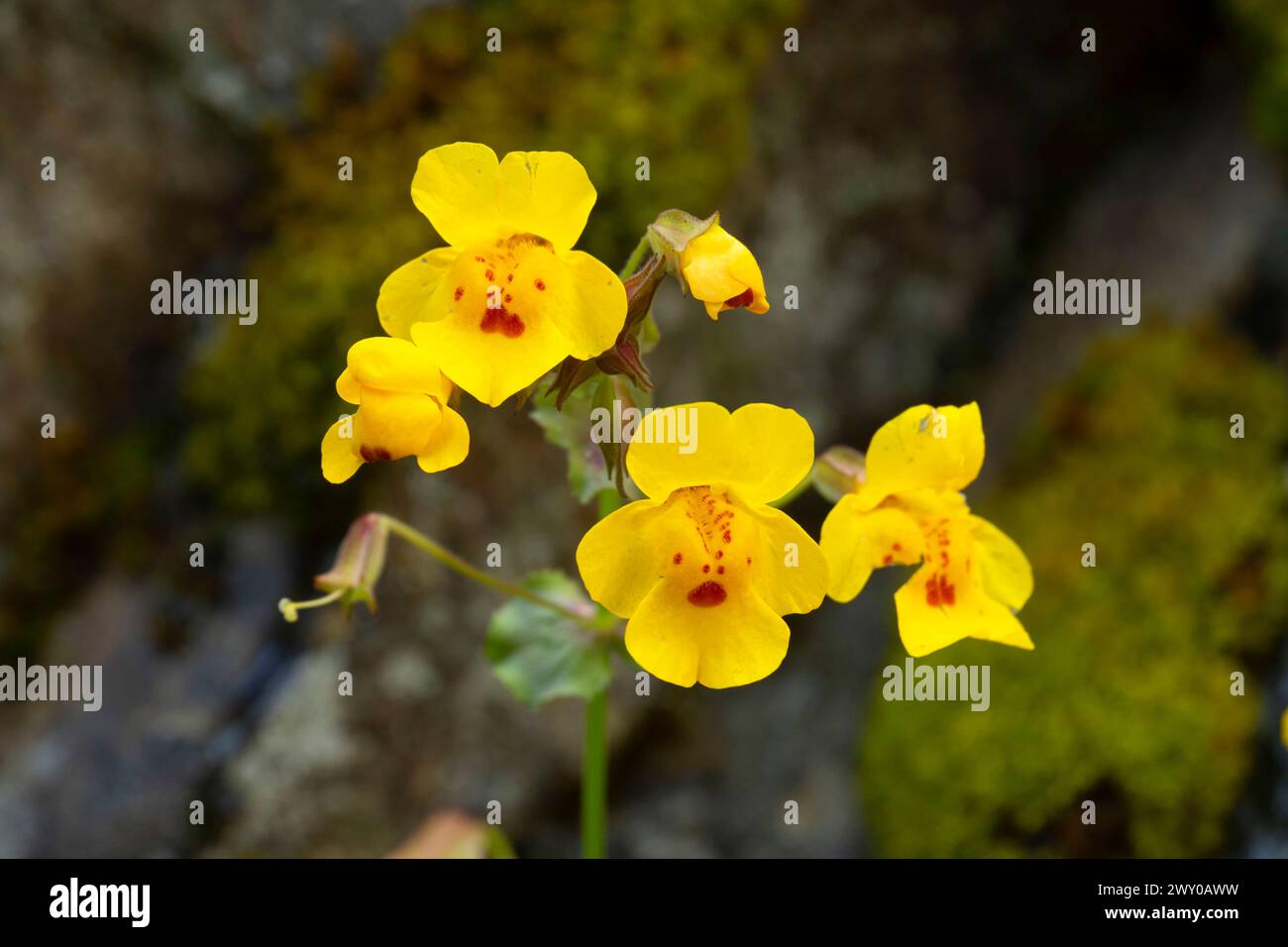 Chickweed monkeyflower (Erythranthe alsinoides), Rogue Wild and Scenic ...