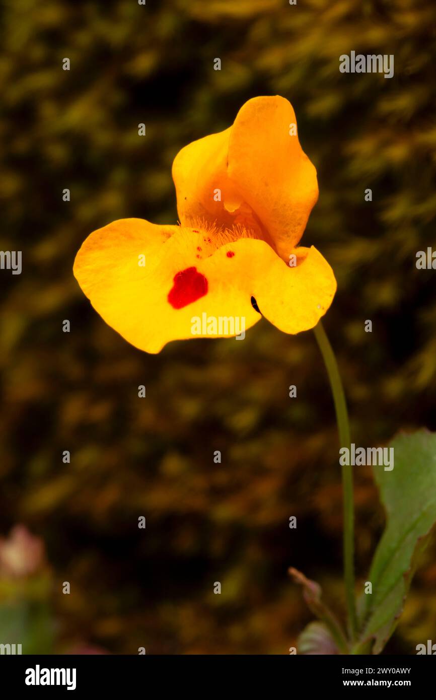 Chickweed monkeyflower (Erythranthe alsinoides), Rogue Wild and Scenic ...