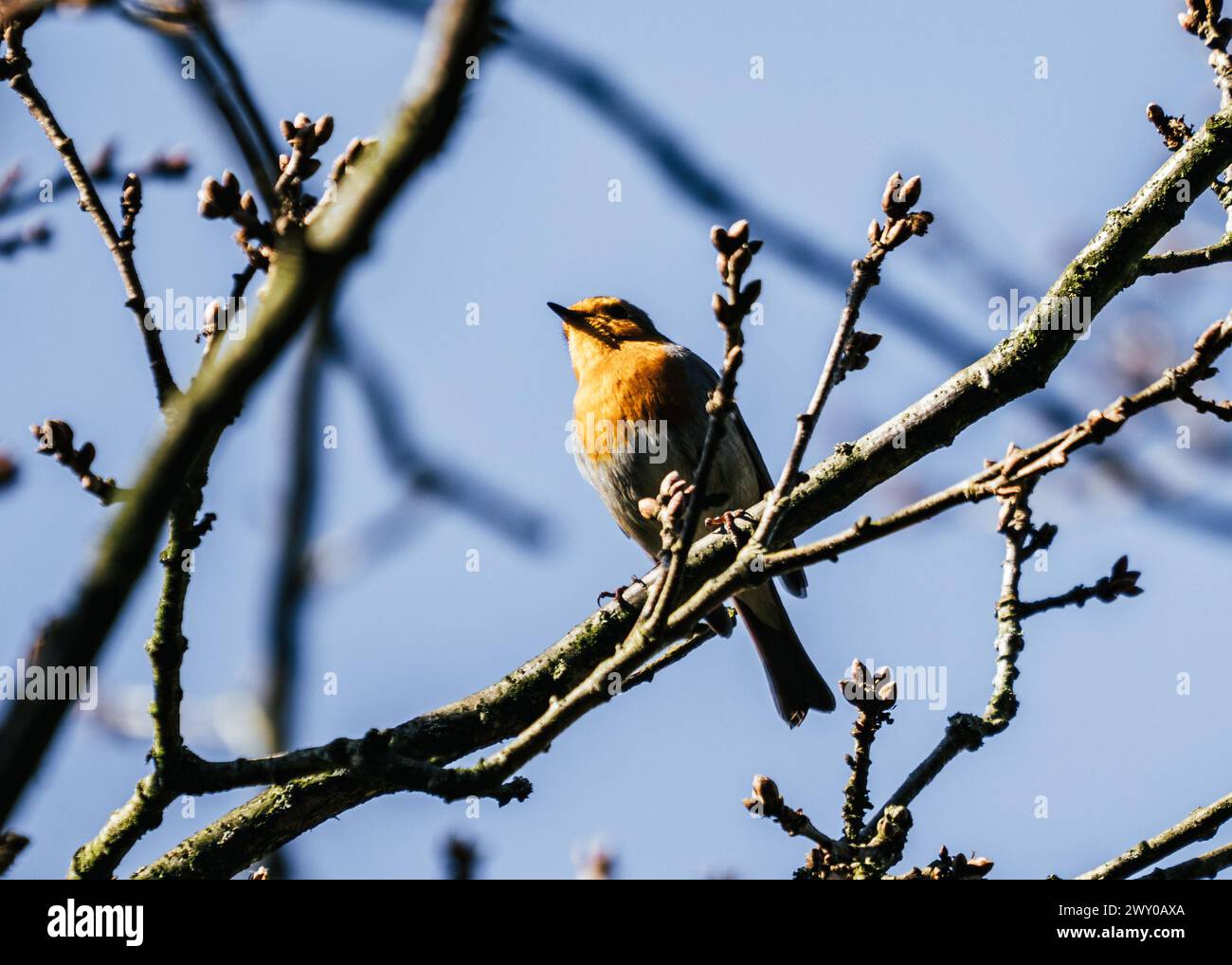 Bird perched in tree with blurred branches in background Stock Photo ...