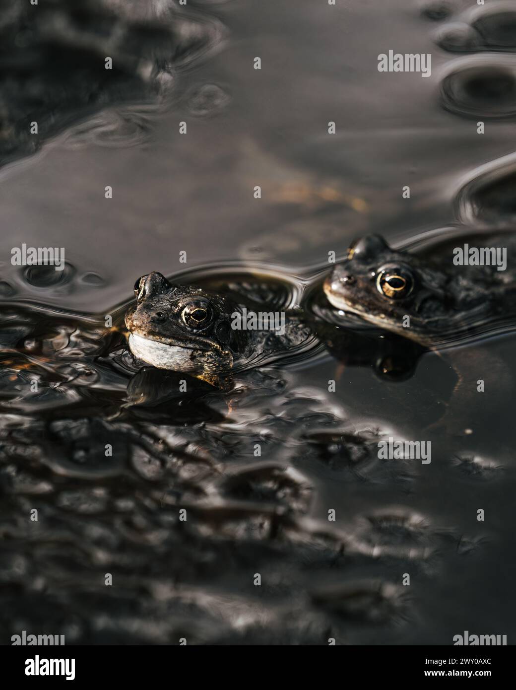 Two frogs floating in a pond with bubbles on the surface Stock Photo ...