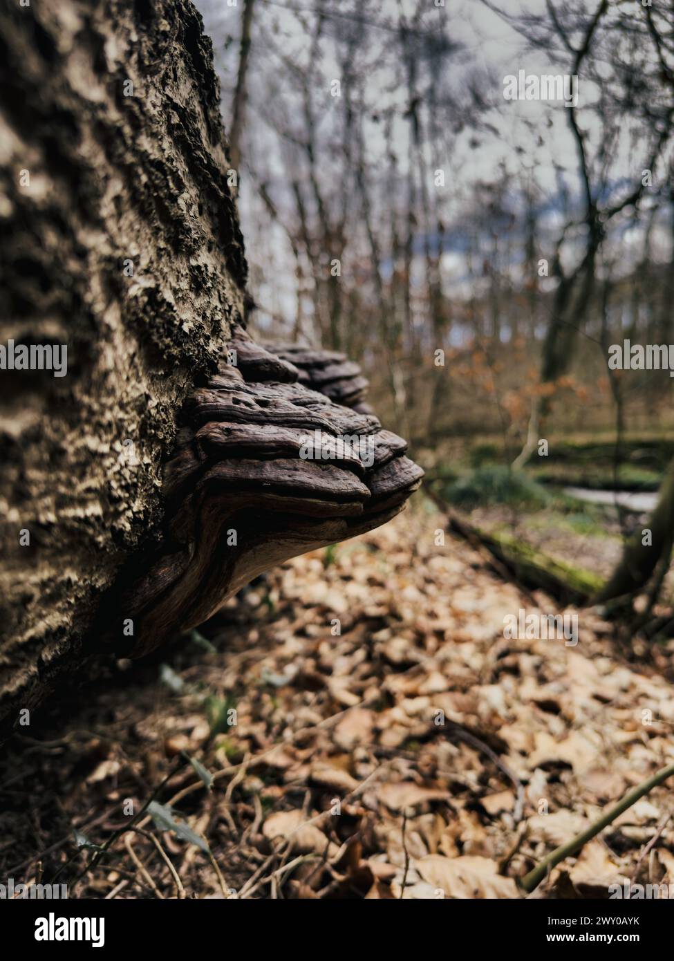 A big fungus hanging from a tree trunk Stock Photo - Alamy
