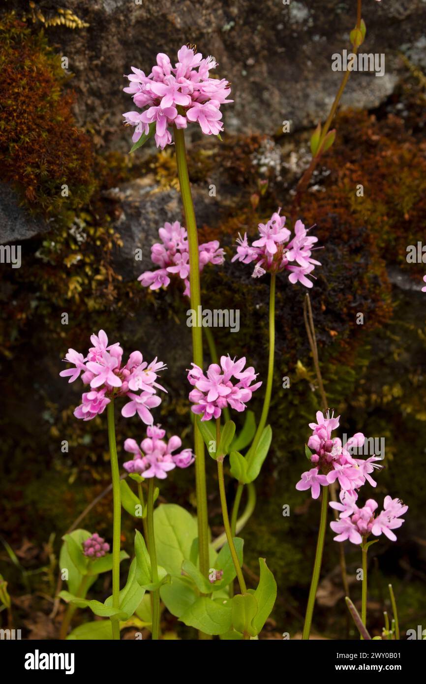 Shortspur seablush (Plectritis congesta), Rogue Wild and Scenic River ...