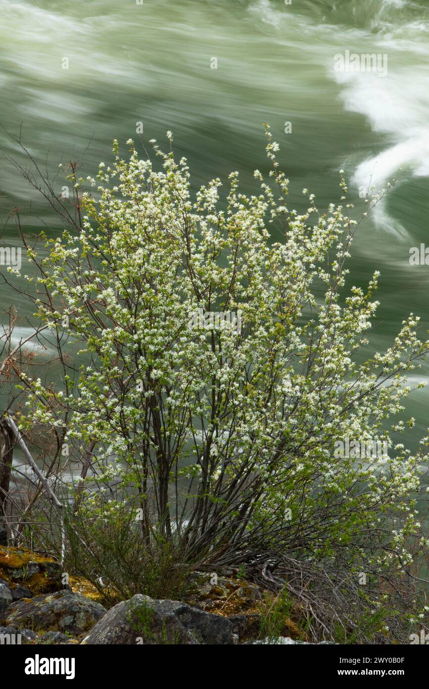 Mock orange philadelphus hi-res stock photography and images - Alamy