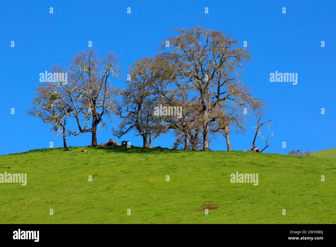 Oregon white oak (Quercus garryana) ranchland, Douglas County, Oregon ...