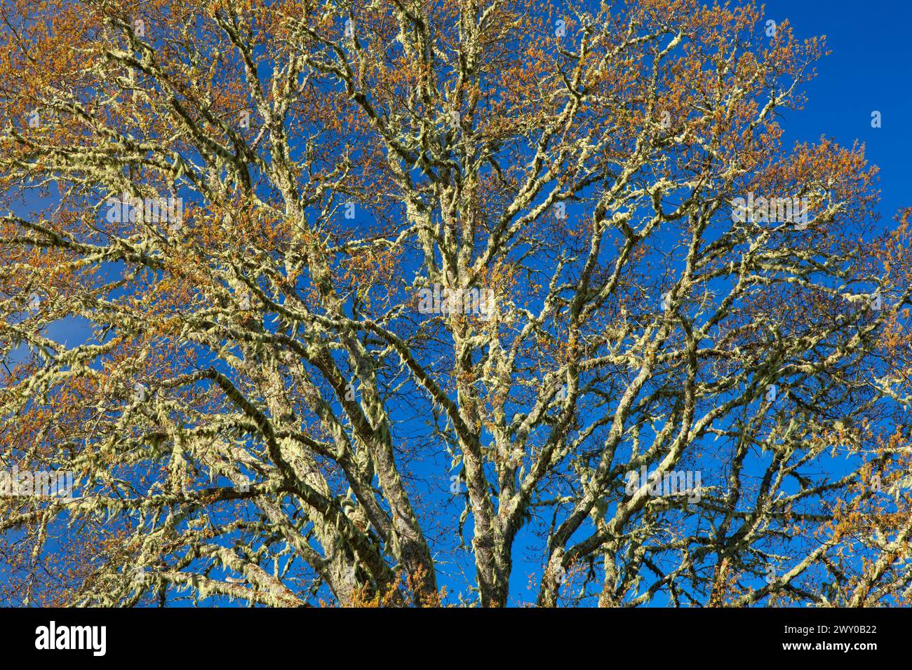 Oregon white oak (Quercus garryana), North Bank Habitat Management Area ...