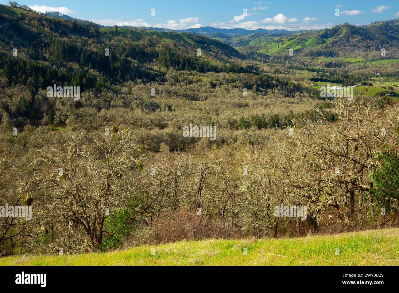 Oregon white oak (Quercus garryana) woodland, North Bank Habitat ...