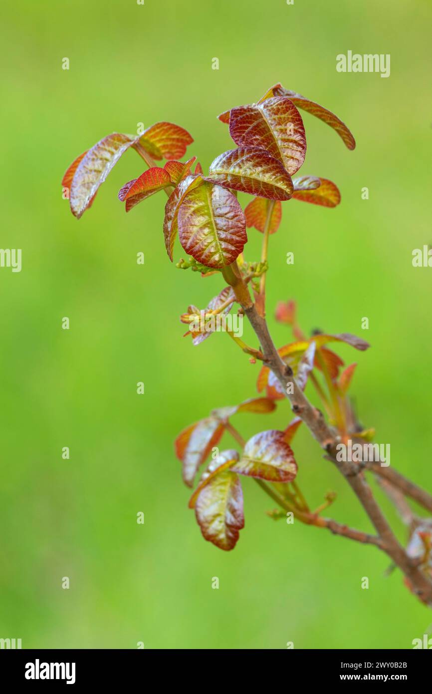 Poison oak (Toxicodendron pubescens), North Bank Habitat Management ...