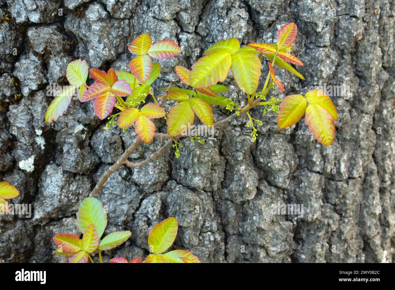 Poison oak (Toxicodendron pubescens), North Bank Habitat Management ...