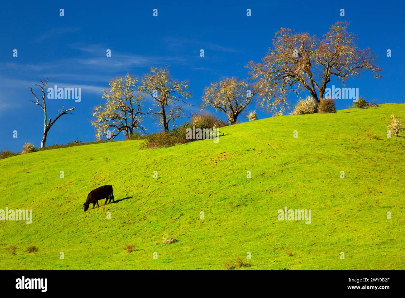 Oregon white oak (Quercus garryana) ranchland, Mildred Kanipe Memorial ...