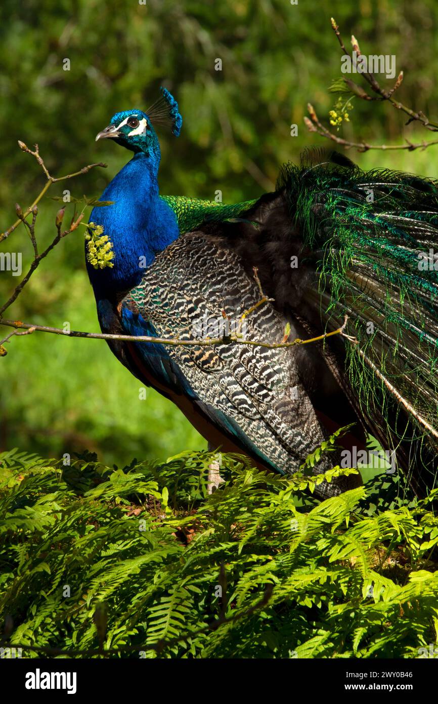 Peacock, Mildred Kanipe County Park, Douglas County, Oregon Stock Photo ...