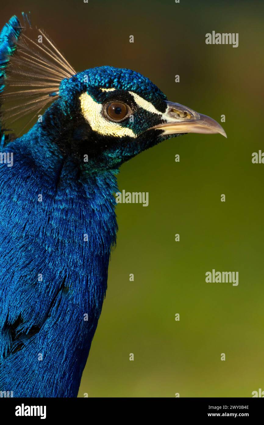 Peacock, Mildred Kanipe County Park, Douglas County, Oregon Stock Photo ...