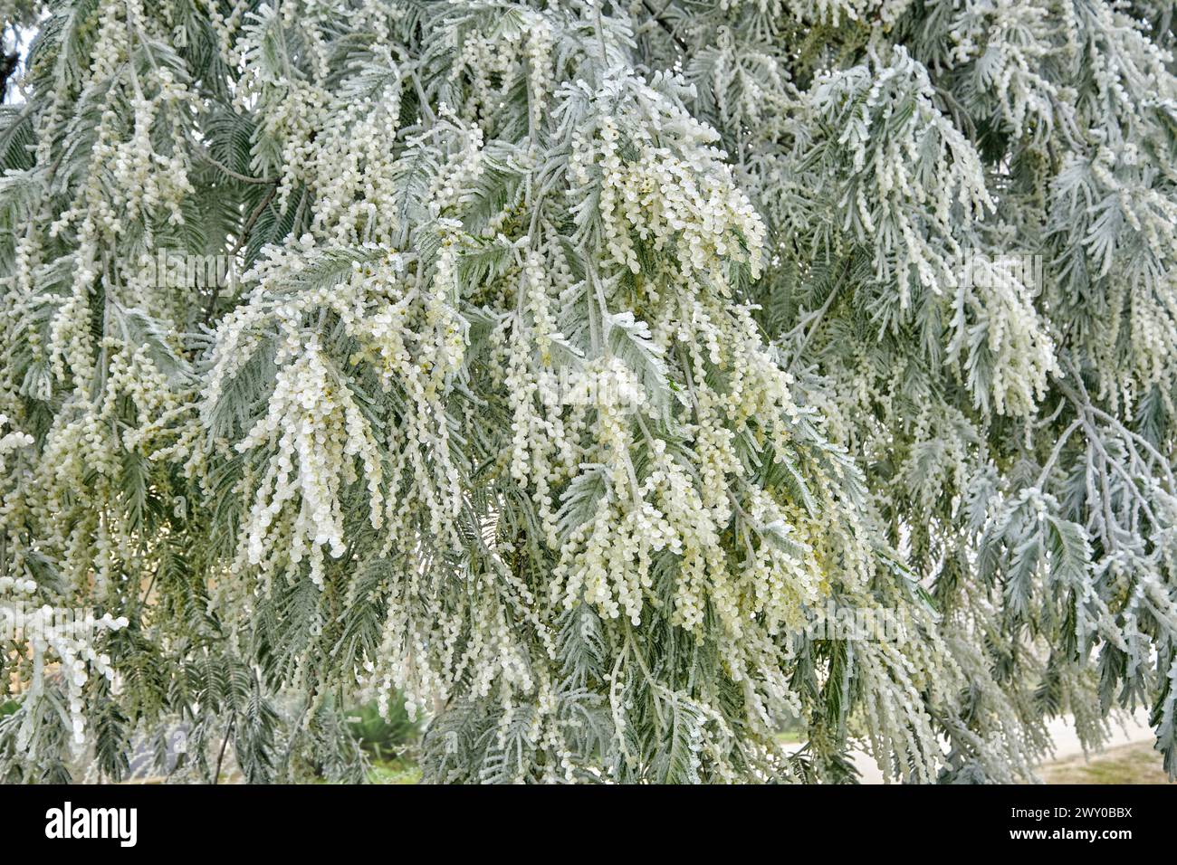 Miranda frost hi-res stock photography and images - Alamy