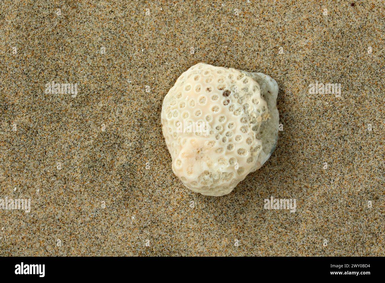 Coral and shell hi-res stock photography and images - Alamy