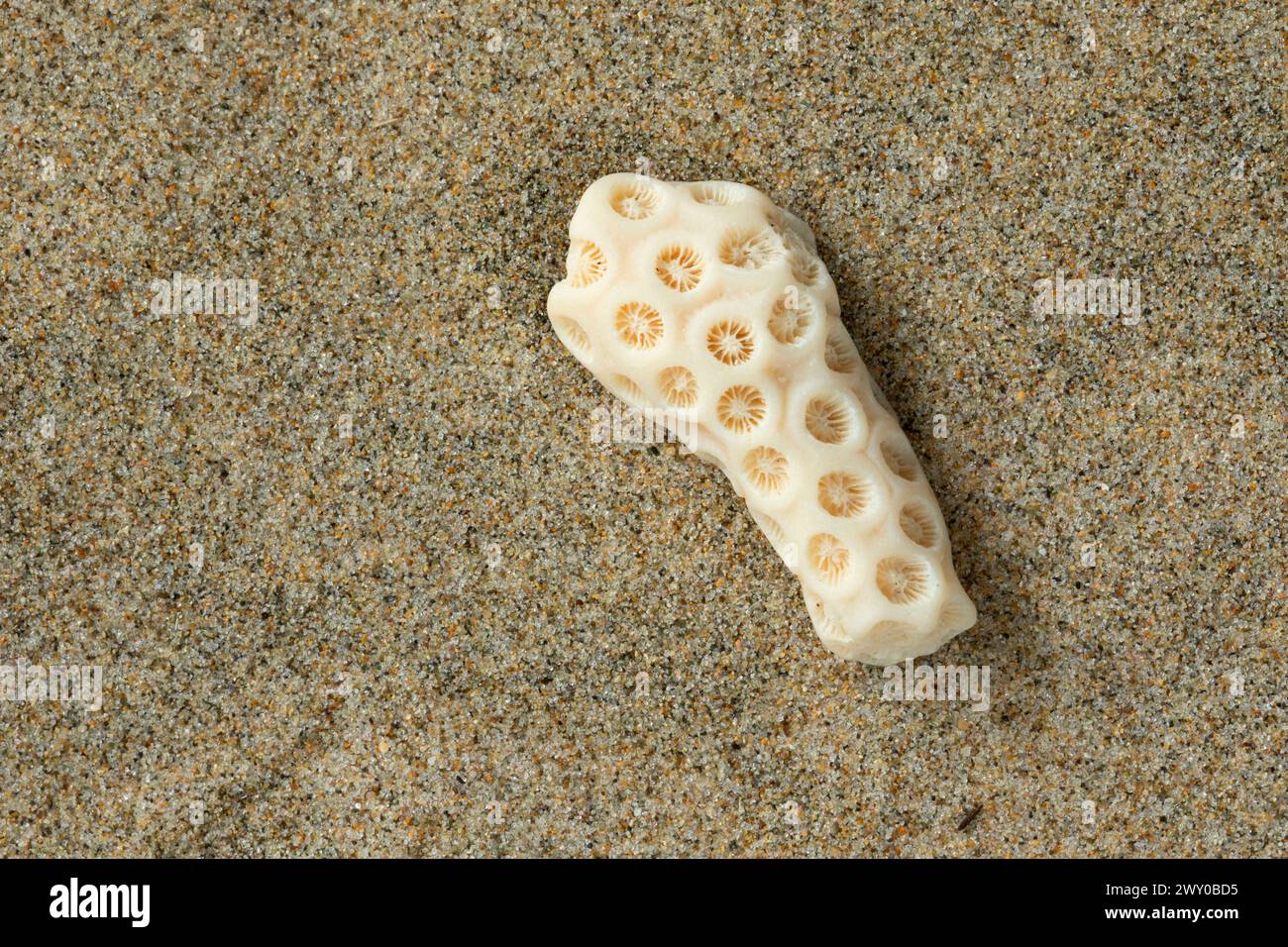Broken coral hi-res stock photography and images - Alamy