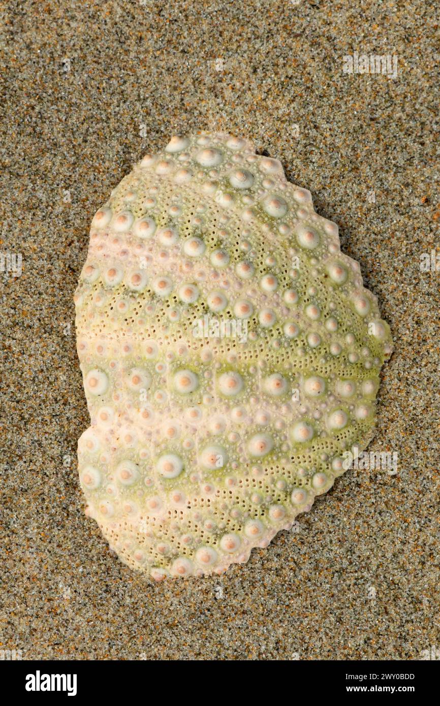 Sea urchin shell Stock Photo - Alamy