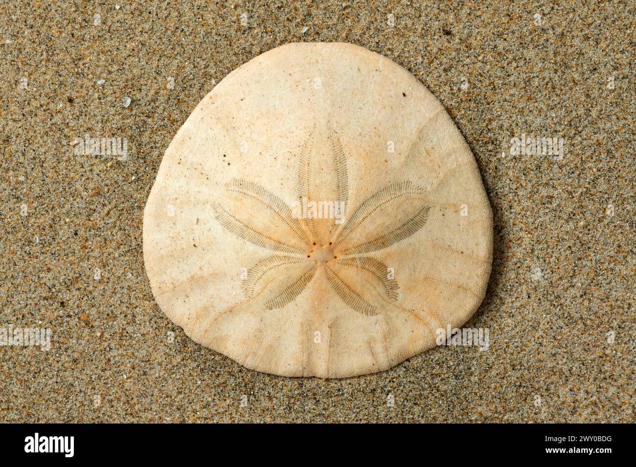 Dollar shell hi-res stock photography and images - Alamy