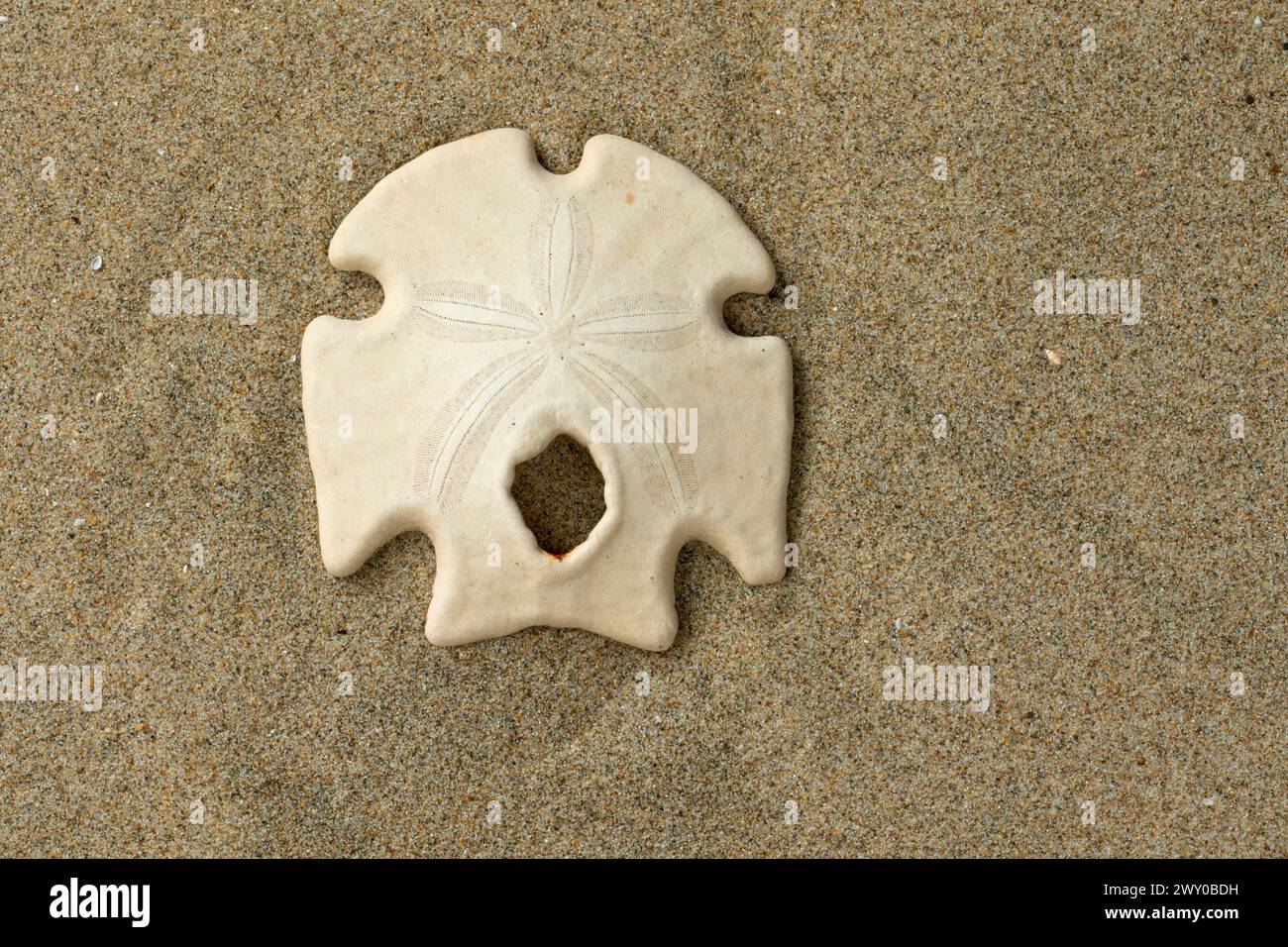 Dollar shell hi-res stock photography and images - Alamy