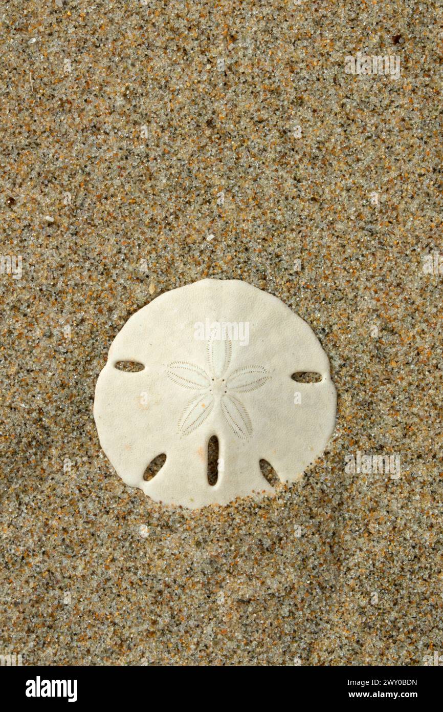 Sand dollar shell Stock Photo - Alamy