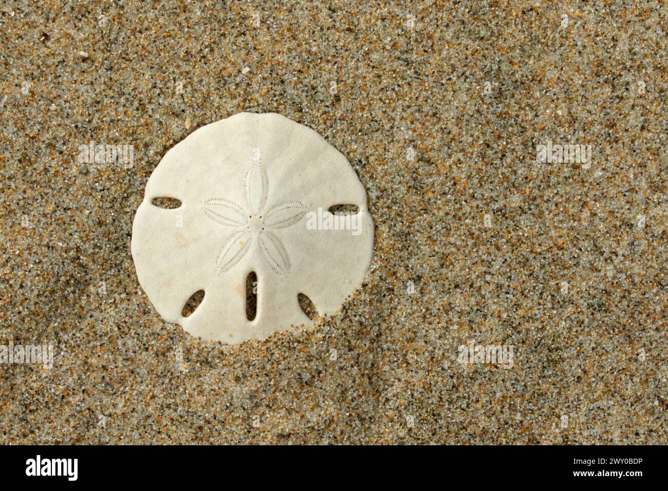 Shell of sea urchin hi-res stock photography and images - Alamy